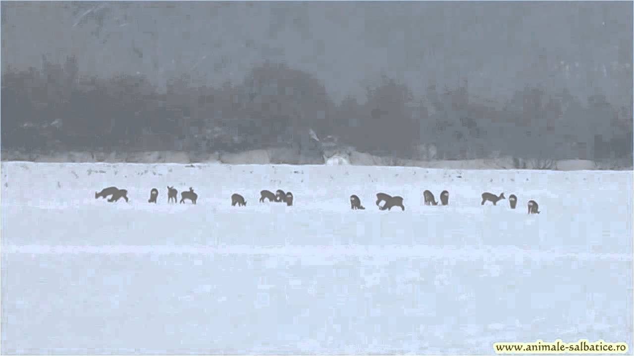 Deers during winter / Caprioare pe camp iarna - YouTube