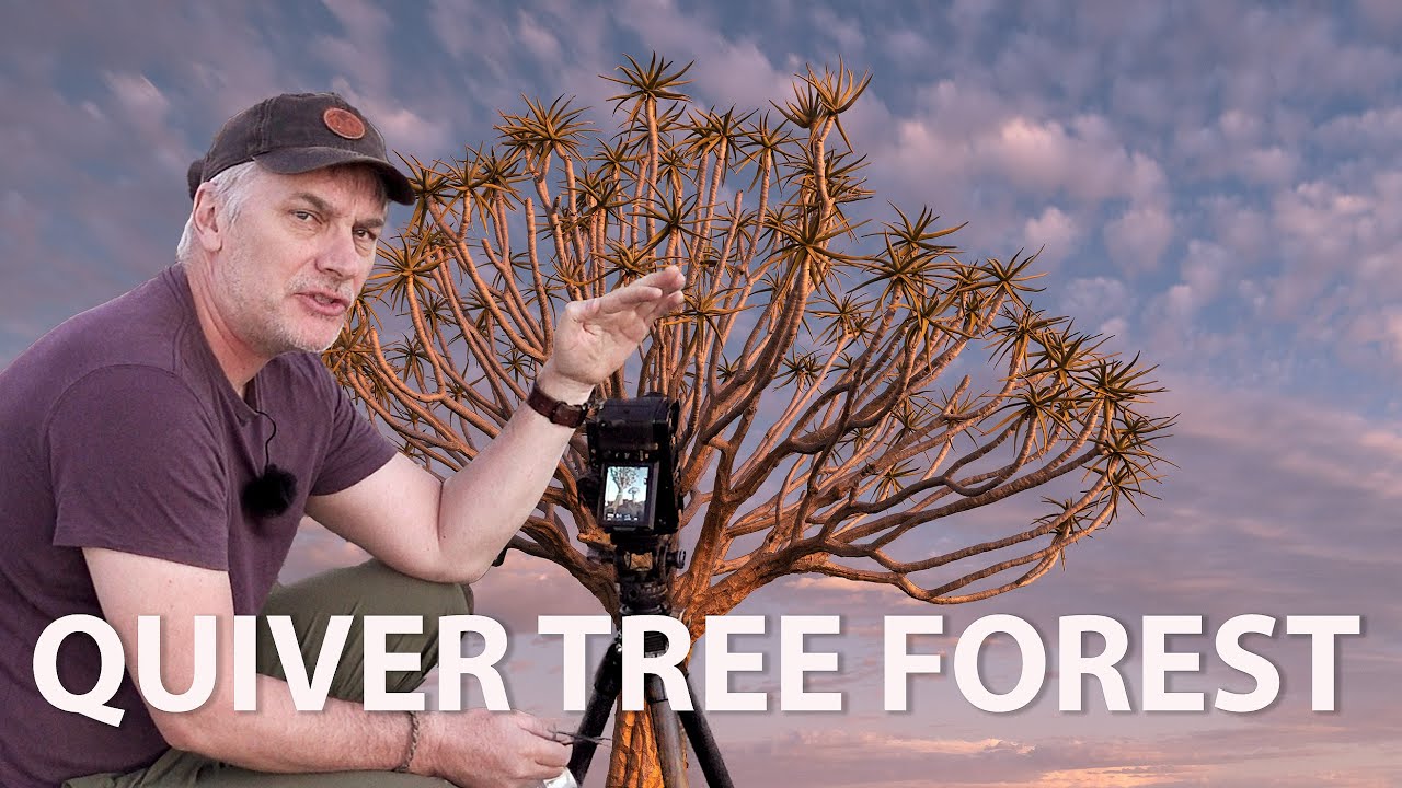 Witness the Breathtaking Photography of Quiver Trees in Namibia, Africa ...