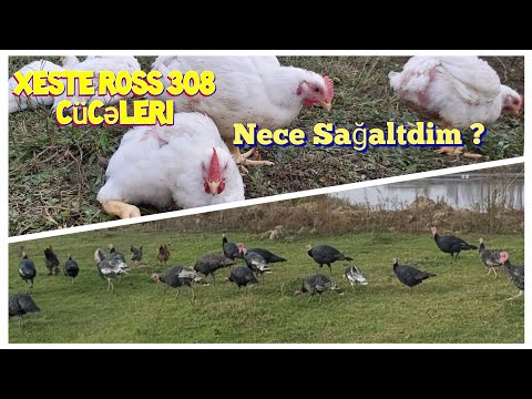 Hinduskalar Ve Xeste Ross 308 Cücelerin Son Durumu 