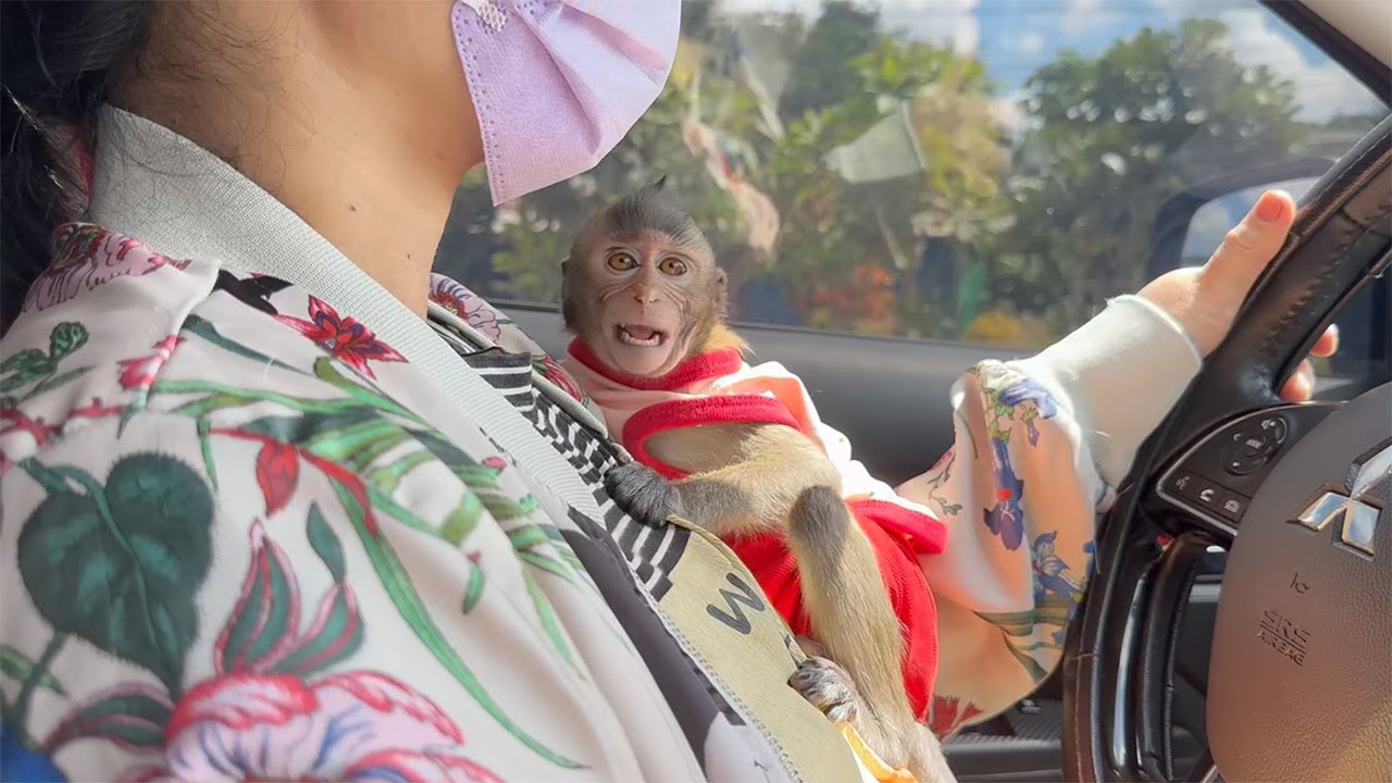 Monkey Baby Bob and mom go out - YouTube