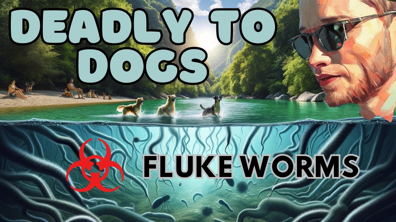 The Deadly Spread of Liver Fluke Worm in Dogs - YouTube