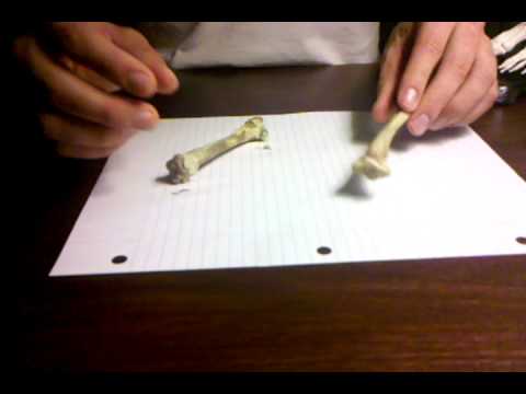 chicken bone lab - YouTube