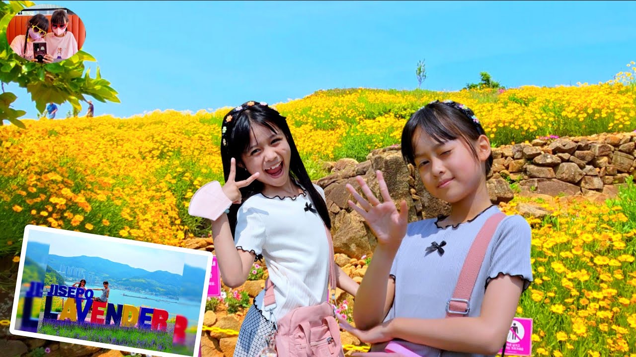 Padang bunga Coreopsis grandiflora flower || 거제 지세포진성 라벤더 공원 2025 ...