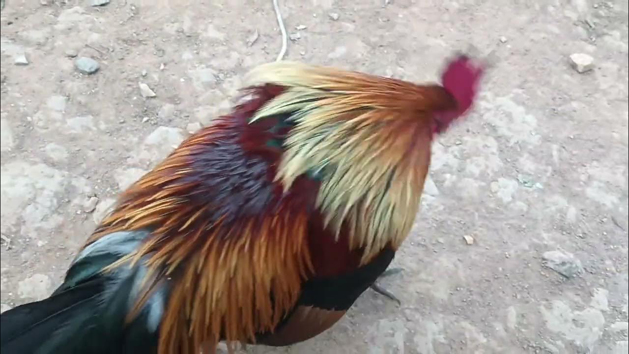 Saib Qaib Dib ua Ke Nawb 29/1(2025 - YouTube