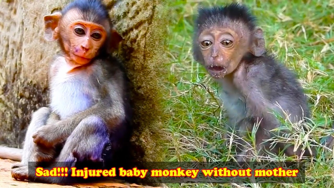 The injured monkey kept calling for his mother because the wound was so ...