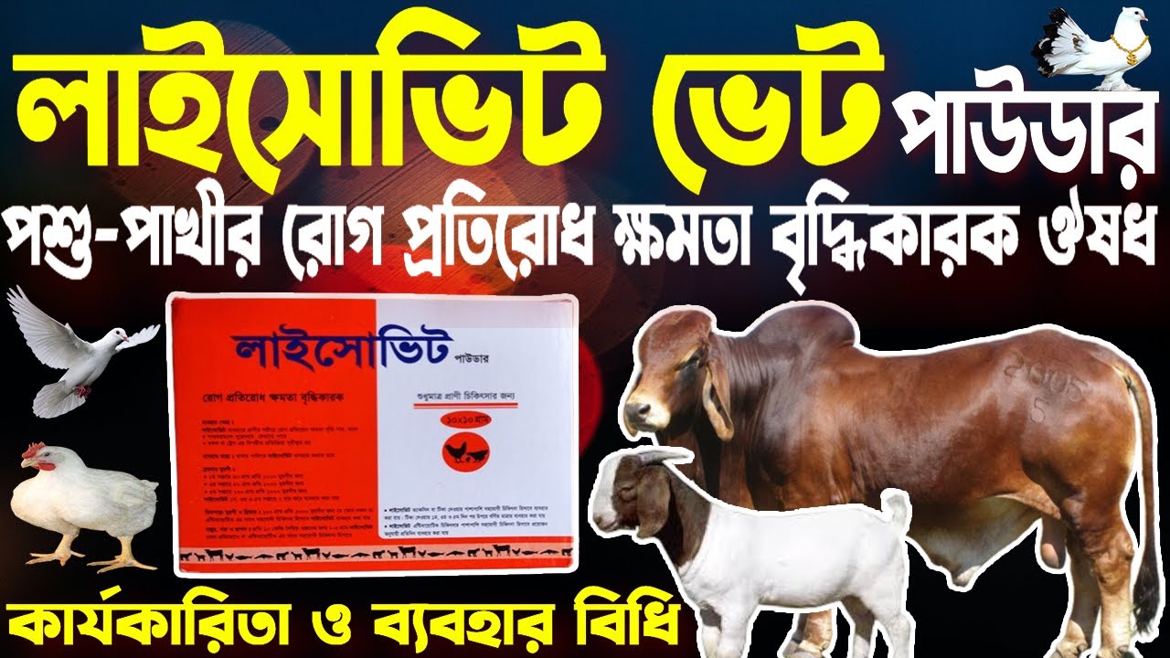 Lisovit Powder | মুরগীর রোগ প্রতিরোধ ক্ষমতা বৃদ্ধি করে | লাইসোভিট ...