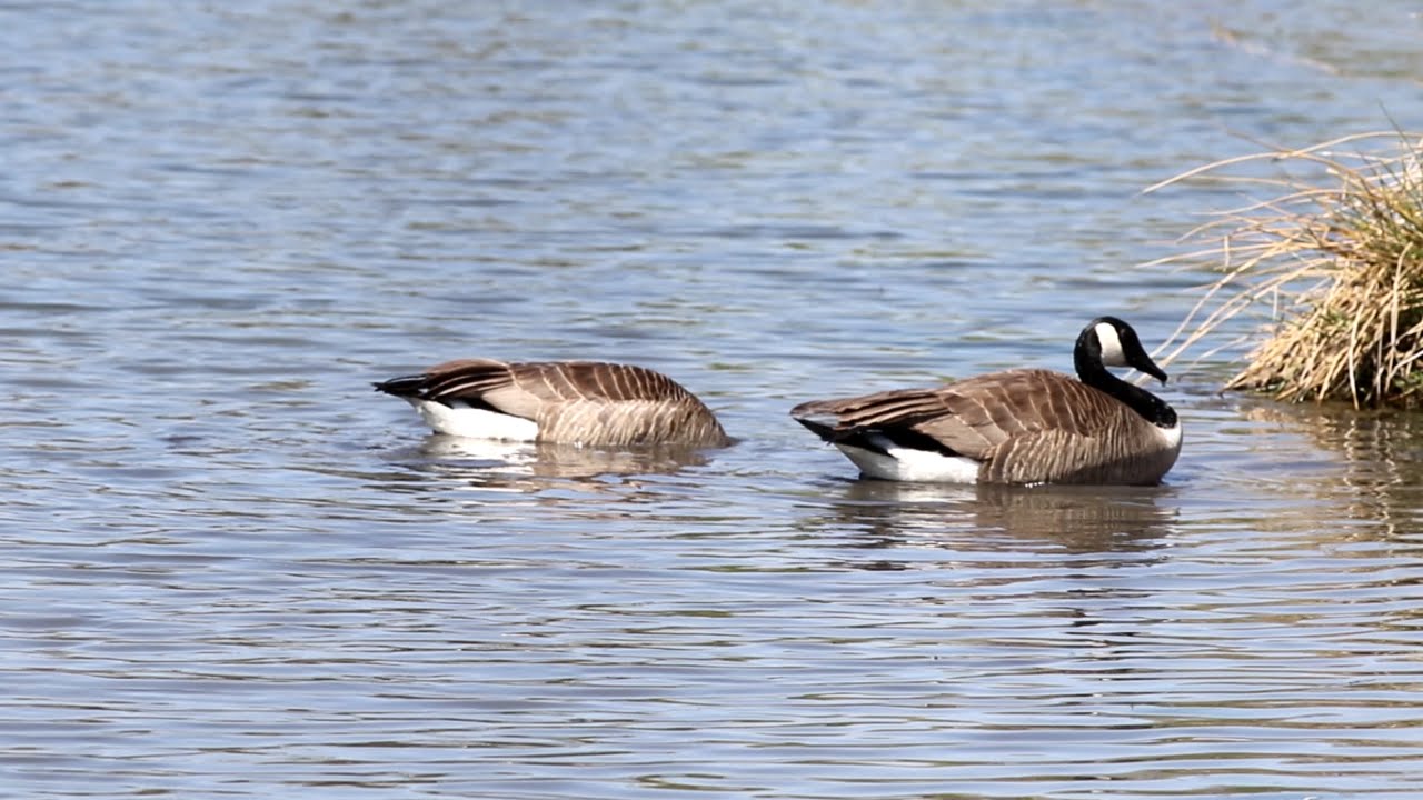 Canada Geese dabbling dance - YouTube