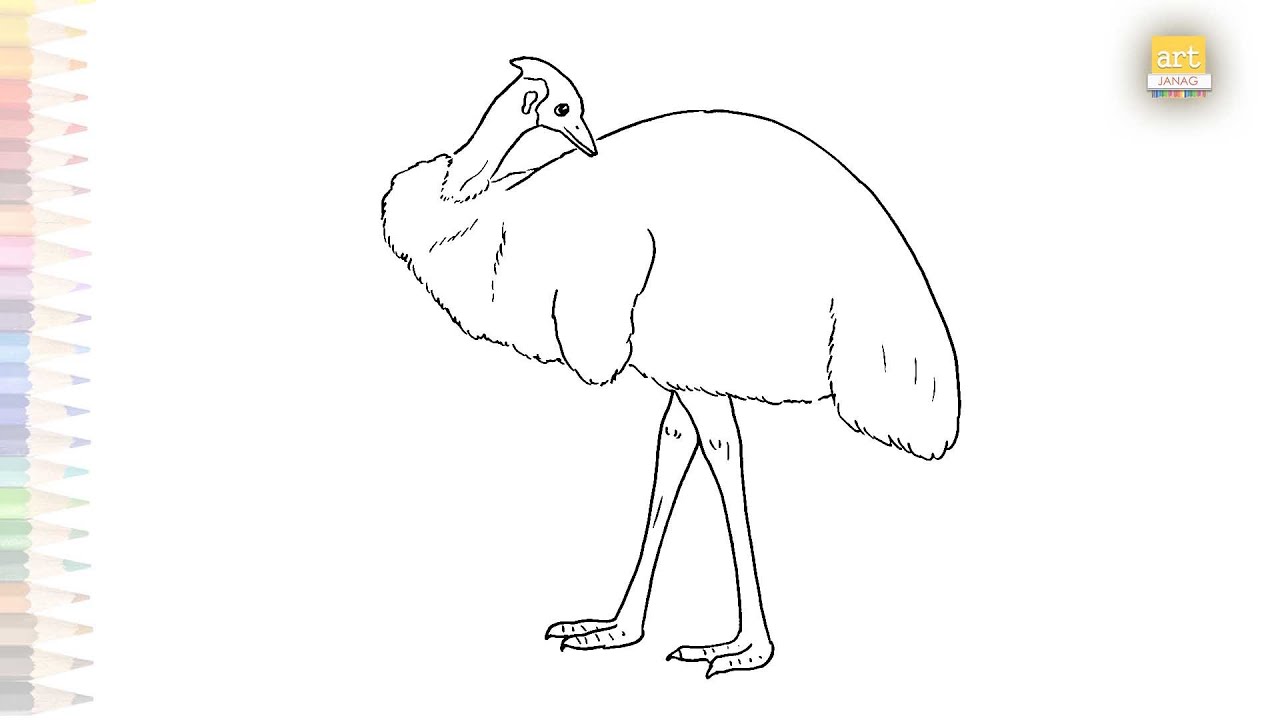 Flightless bird Emu drawing easy | Bird outline sketches| How to draw ...