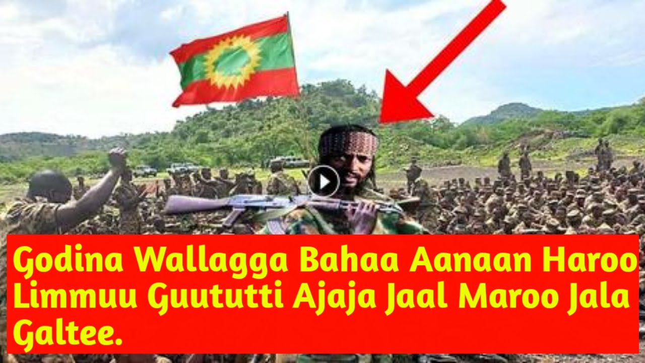 Aanaa Haroo Limmuutti WBO'n Dhiira Xaraqe. - YouTube