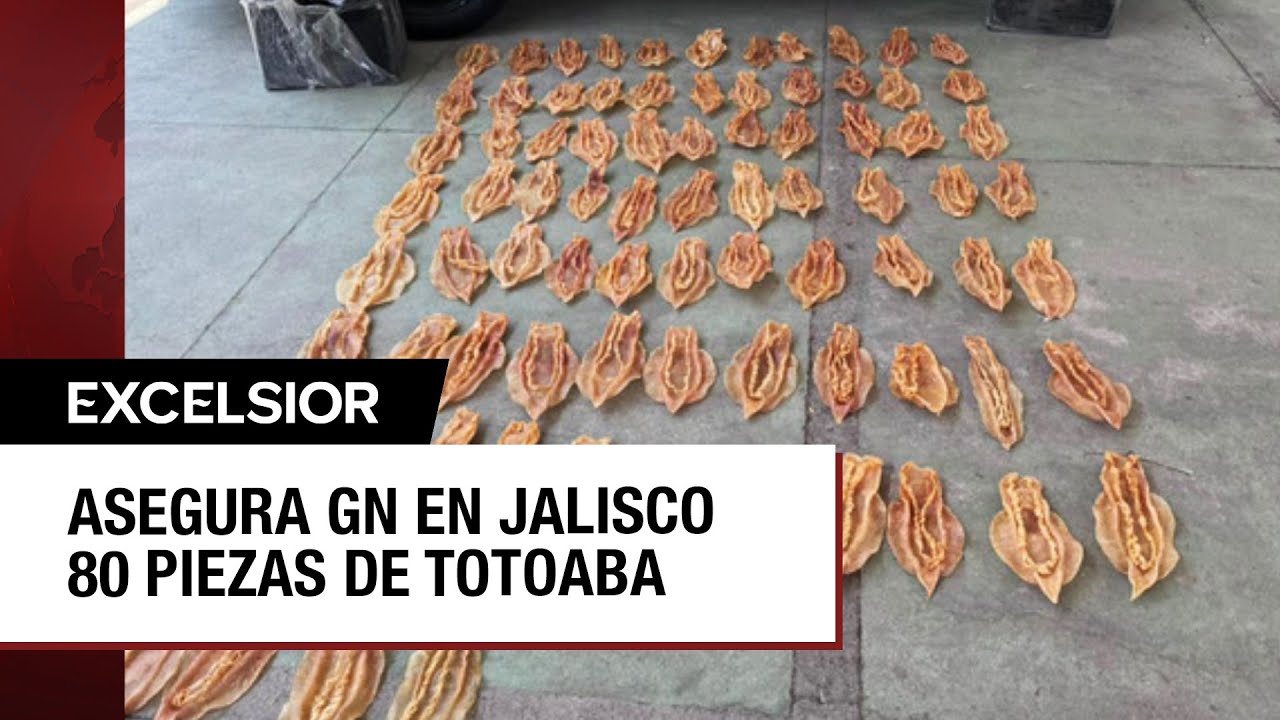 Incautan en Jalisco 80 piezas de buche de totoaba - YouTube