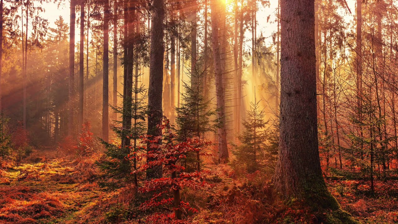 God's Word - Zechariah Chapter 5 (Jeff Osburn) - YouTube