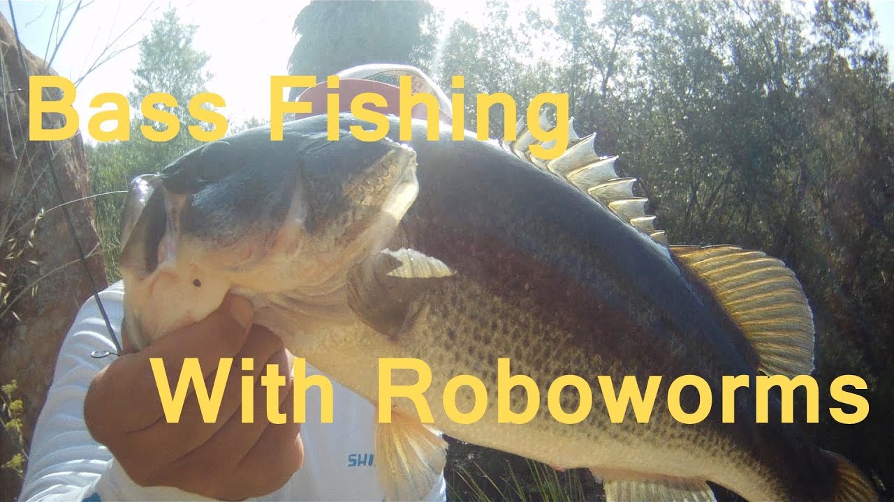 Fishing That Drop Shot Rig : Oxblood Roboworm - YouTube