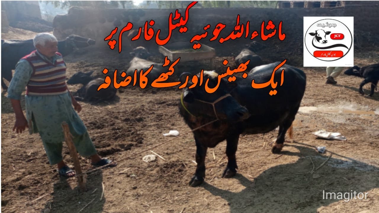 Beautiful Cattle and Buffalo on Joyia Cattle Farm sahiwal - YouTube