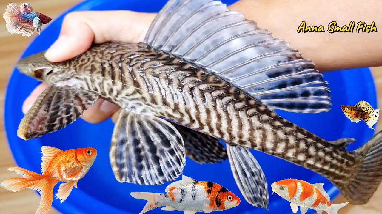 Collect beautiful colorful fish, #06, koi, goldfish, betta, Eel, frog ...