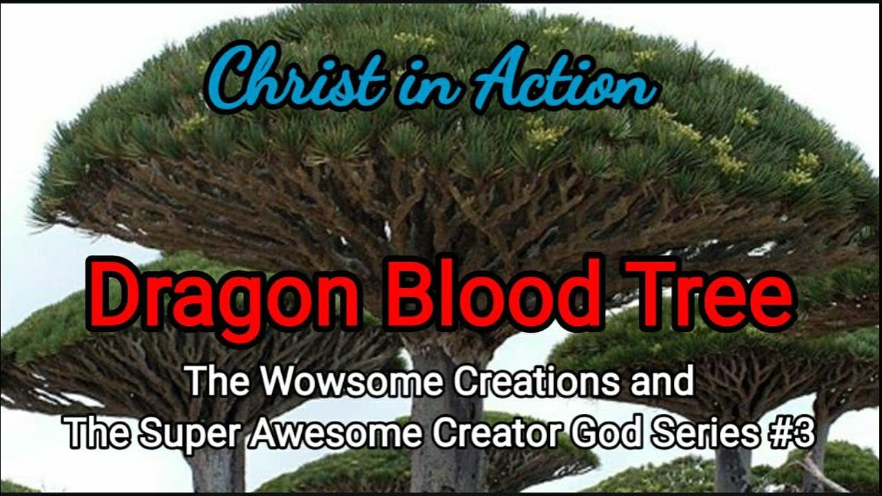 Dragon Blood Tree. Bleeding Tree. We are unique. The Power of the Blood ...