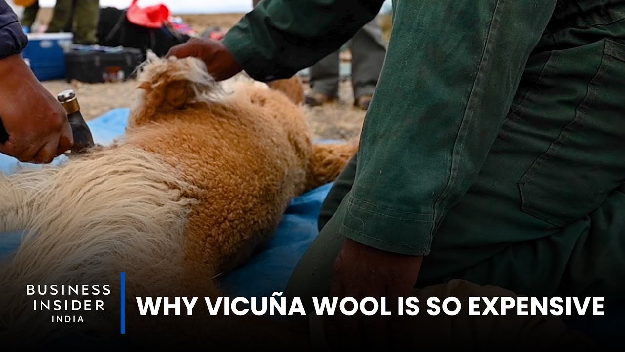 Why Vicuña Wool Is So Expensive | So Expensive - YouTube