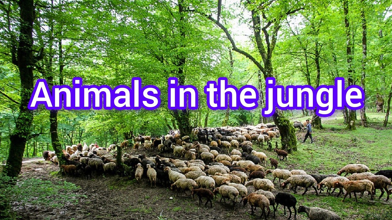 Beautiful and cute jungle animals: Animals wandering in the jungle ...