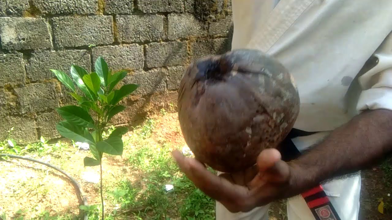 Coconut breaking with hand without instruments and support. - YouTube