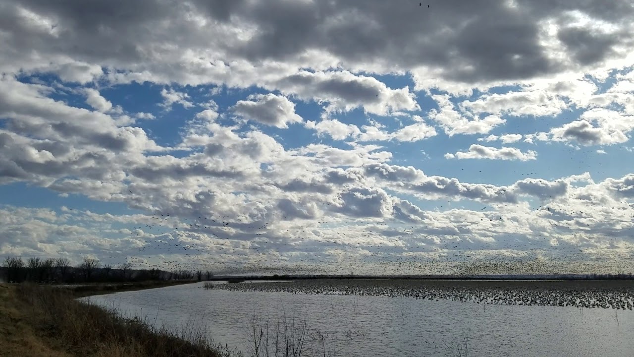 Millions of snow geese Loess bluffs MO - YouTube