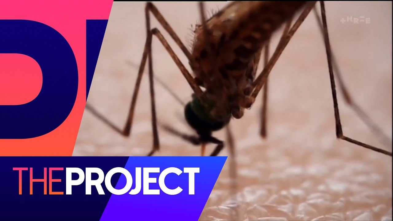 Why summer will be crawling with bugs | The Project NZ - YouTube