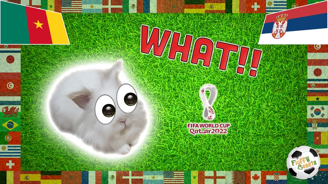 Cameroon Serbia | FIFA World Cup 2022 Prediction | Funny Bunny Rabbit ...