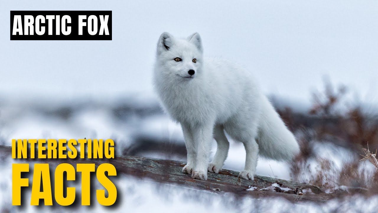 Amazing Facts Of Arctic Fox Interesting Facts The Beast World YouTube amazing-facts-of-arctic-fox-interesting-facts-the-beast-world-youtube