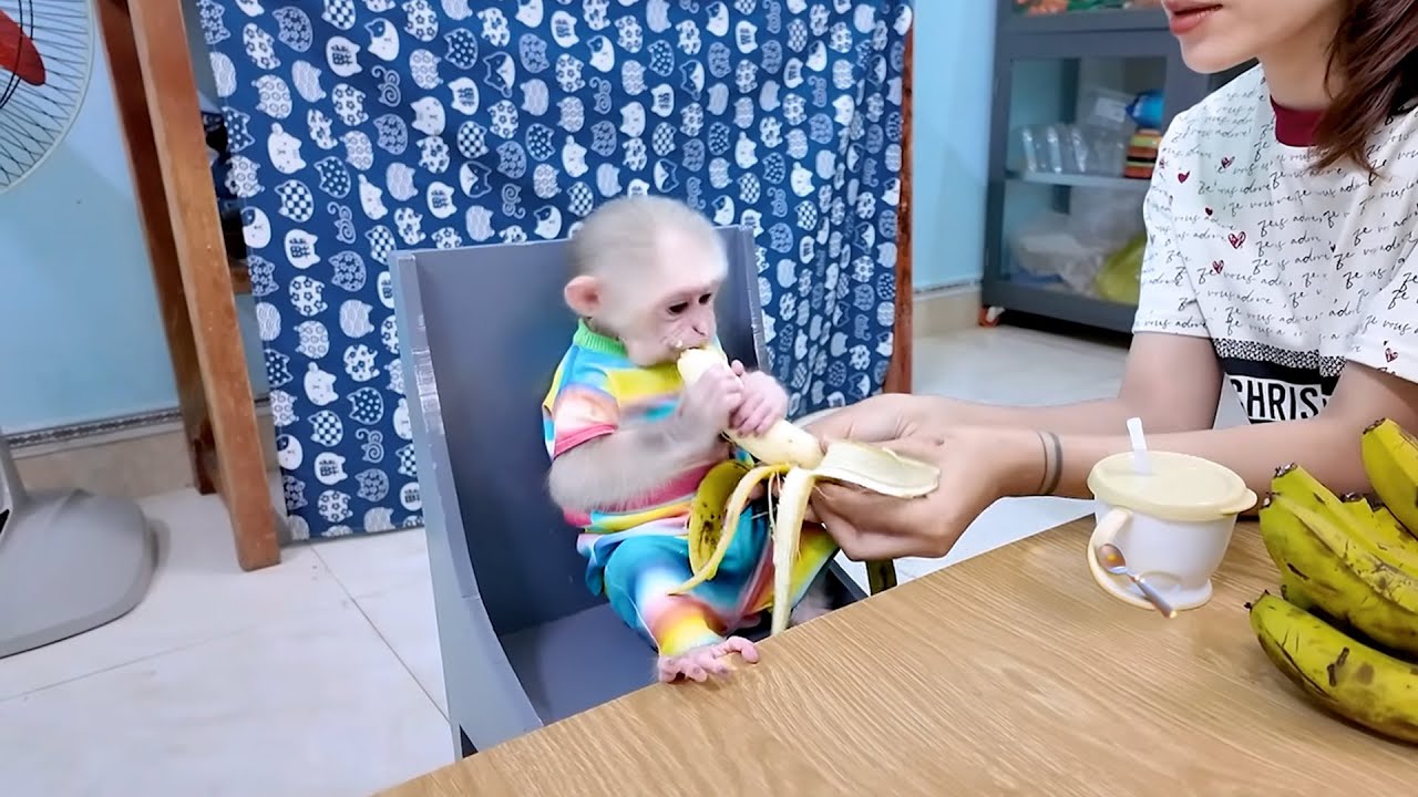 Monkey Molly is very obedient and knows how to apologize when mom is ...