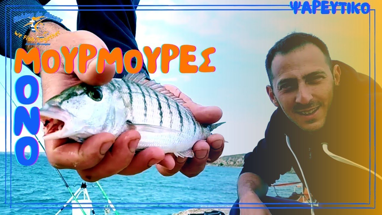 ΜΕΓΑΛΕΣ ΜΟΥΡΜΟΥΡΕΣ ΣΕ ΗΜΕΡΗΣΙΟ ΨΑΡΕΜΑ ΑΠΟ ΤΗΝ ΑΚΤΗ ( ψαρεμα 2021 ...