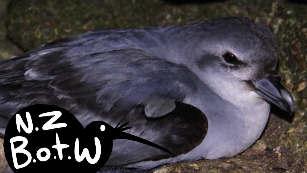 Fulmar prion - New Zealand Bird of the Week - YouTube