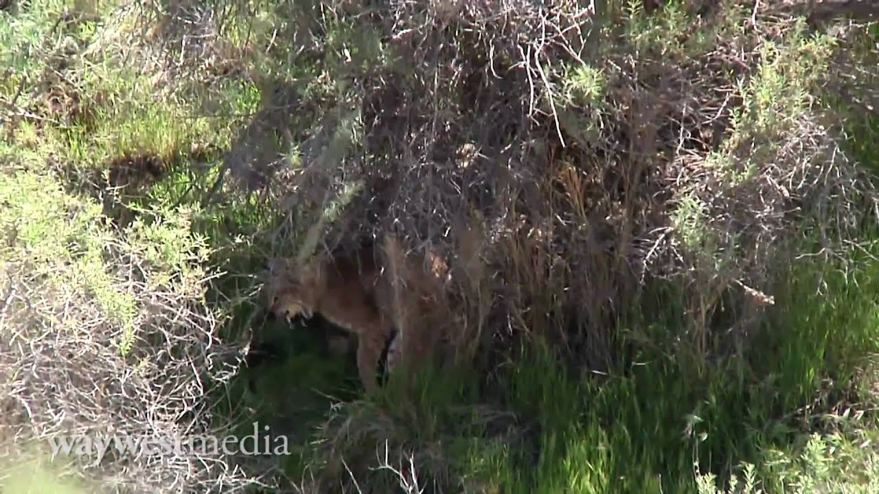 Bobcat Vs. Huge Rattlesnake HD - 1080p - YouTube