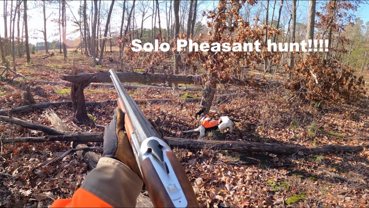 Solo Pheasant hunt on NJ Public Land - 2020 - YouTube