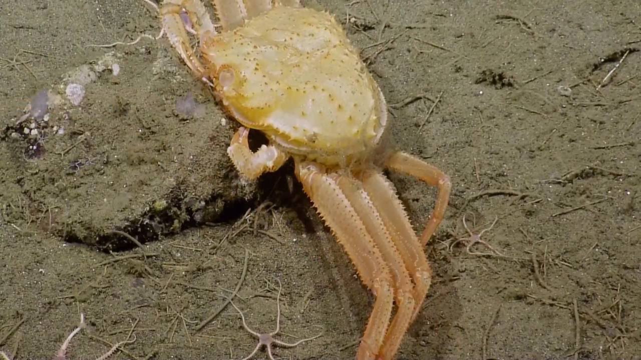 Crustaceans of the Southern California Margin | Nautilus Live - YouTube
