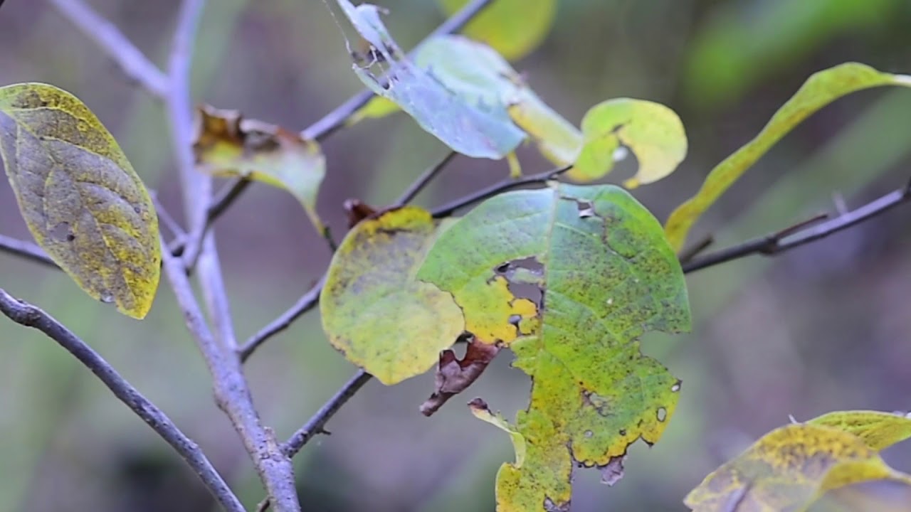 Barking Slopes - Allegheny Land Trust - YouTube