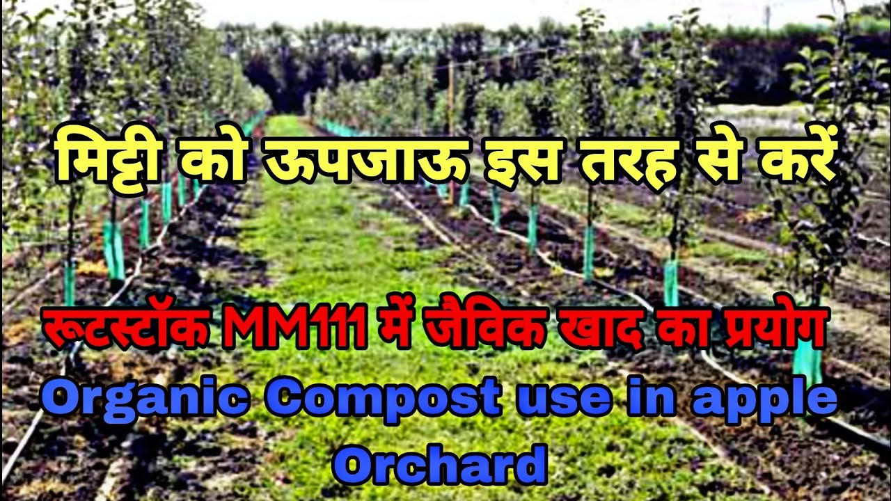 Apple Rootstock mm111 जैविक खाद का प्रयोग,सेब के पौधो मे आर्गेनिक खाद ...