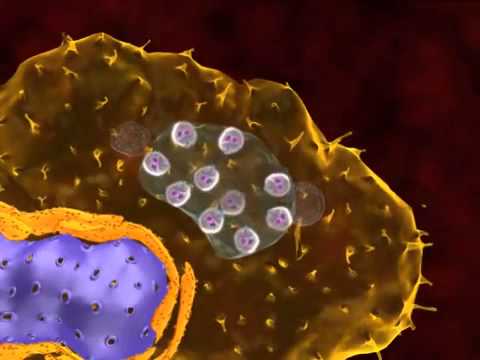 Interação da forma amastigota de Leishmania com célula de defesa humana ...