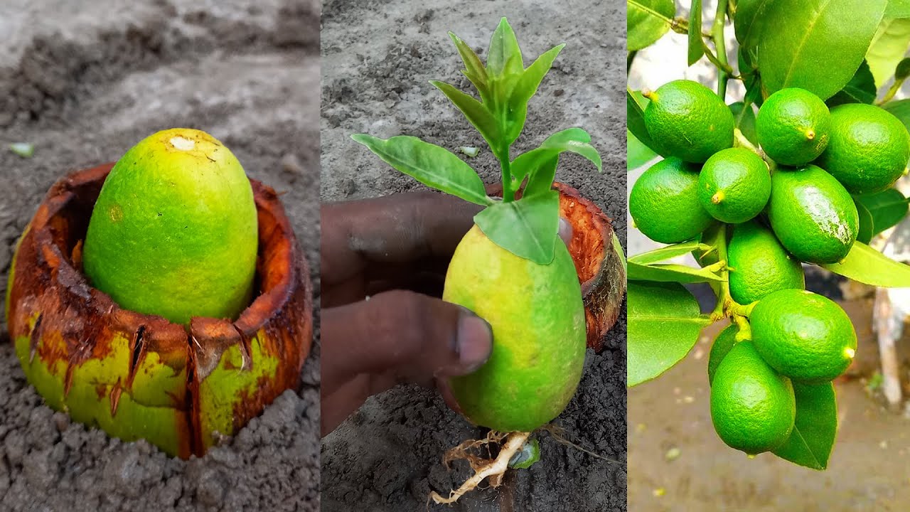 How to grow lemon plant from lemon fruit with coconut shell and use ...