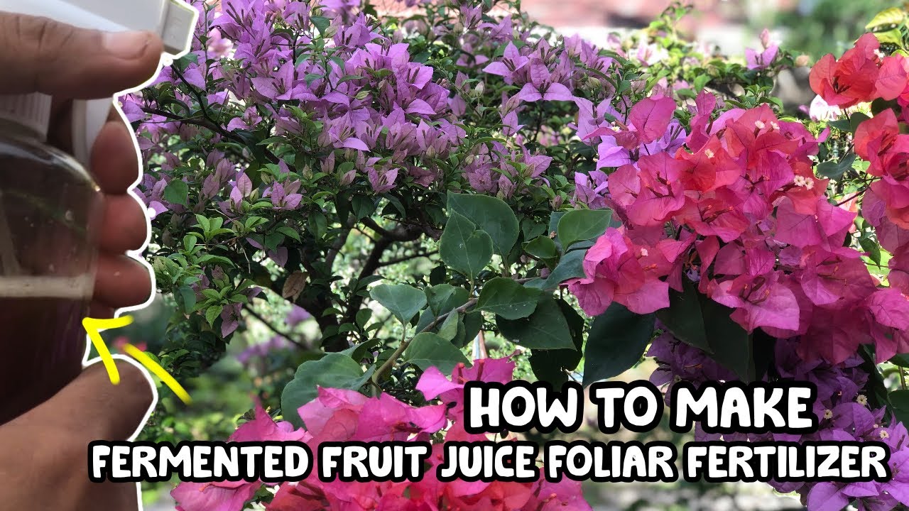 HOW TO MAKE FERMENTED FRUIT JUICE FOLIAR FERTILIZER FOR FLOWERING AND ...