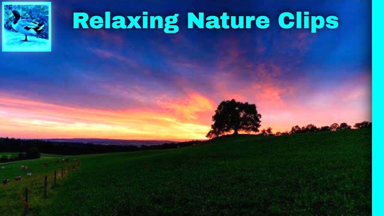 In The Pasture Video: 9 Minute Relaxing Nature Clips Of Instrumental ...