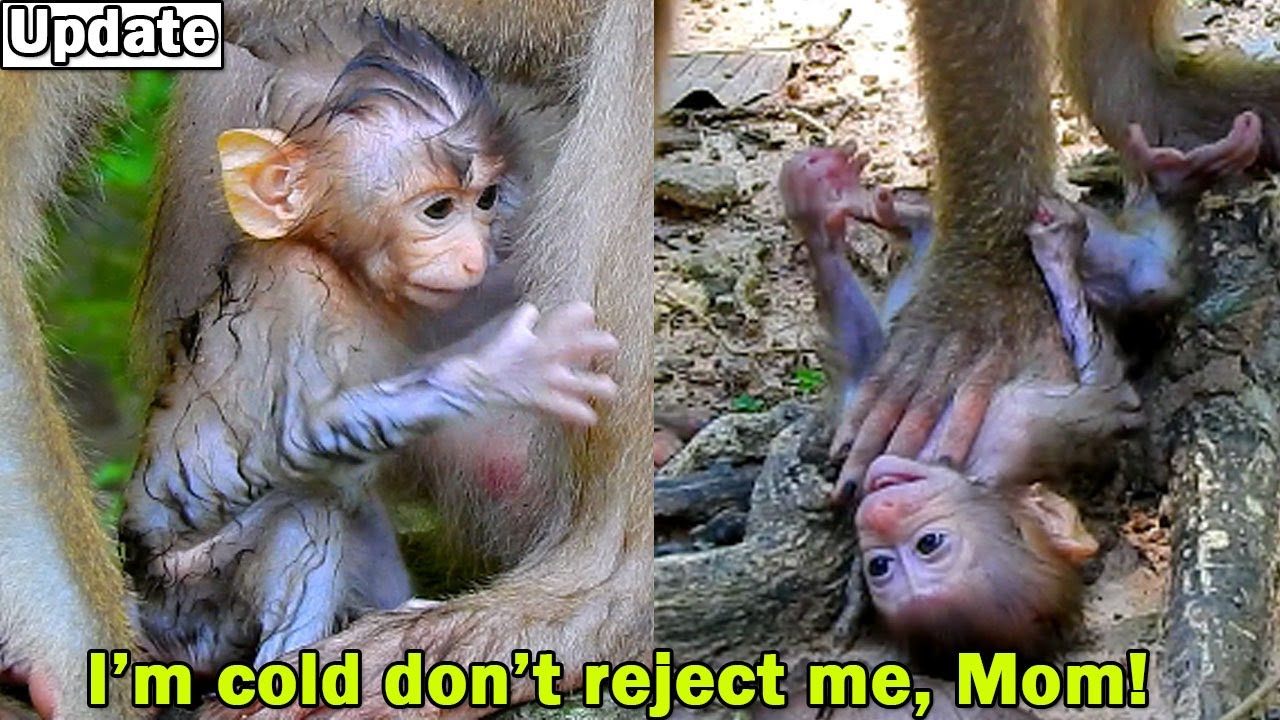 Cute tiny baby Rainbow shout crying ask mom Libby stop reject her away ...