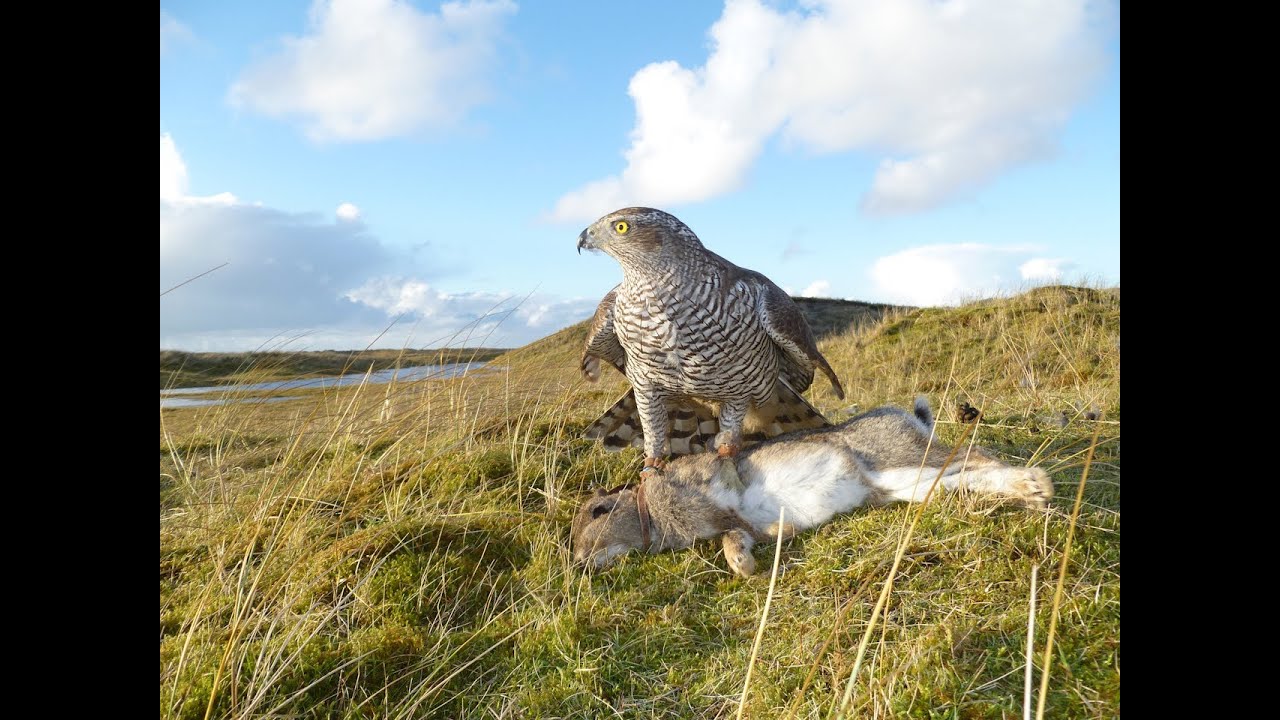Hunting Rabbits with a Goshawk, Falconry SB2 - YouTube