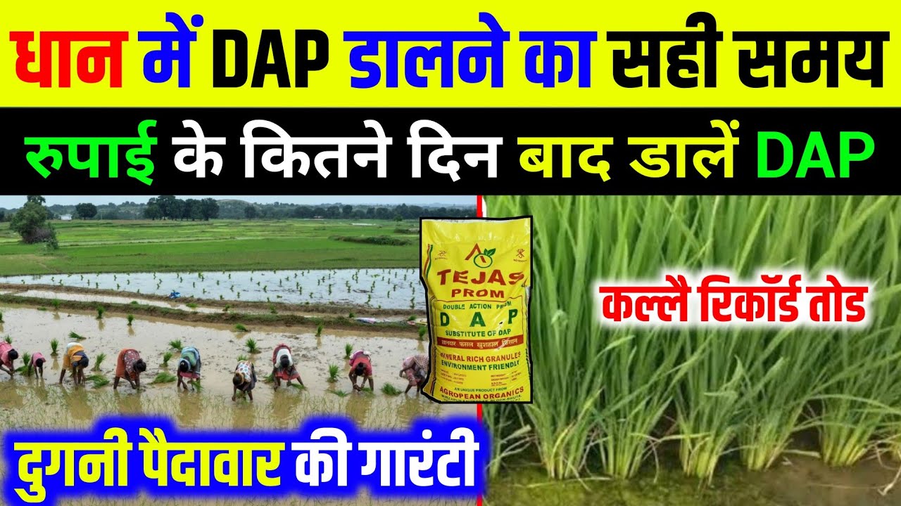 धान में DAP कब डालना चाहिए | धान में DAP खाद डालने का सही समय | dhan me ...
