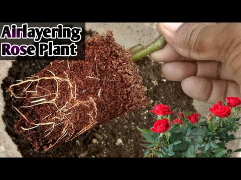 Rose plant air layering success result update/Rose grafting - YouTube