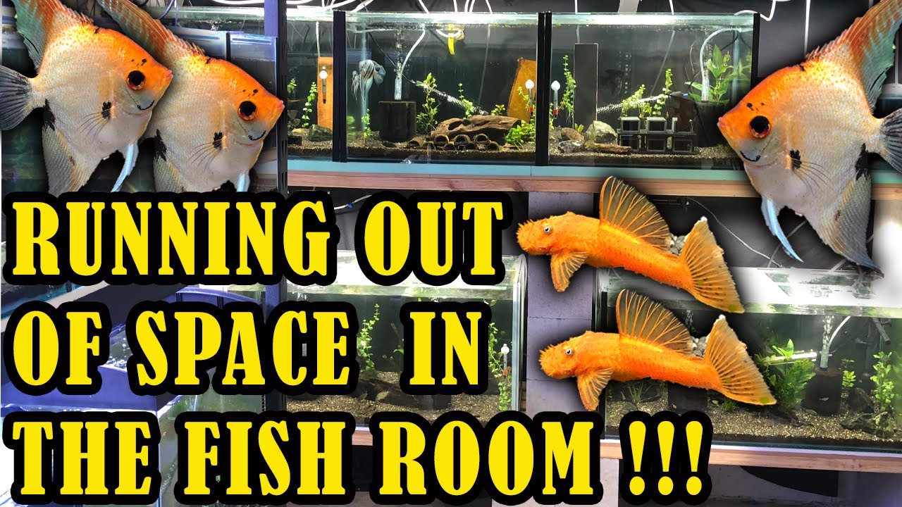 The Fish Room Weekly Update - YouTube