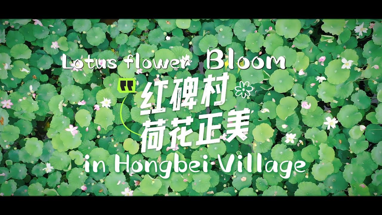 Where to go in Summer days in Ziyang? Go for the Lotus Flowers First!夏天 ...