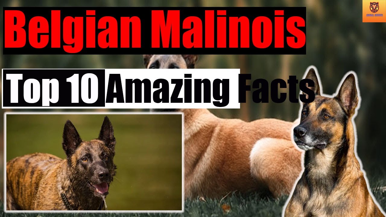 Belgian Malinois -Top 10 Amazing Facts|Animal Insider| - YouTube