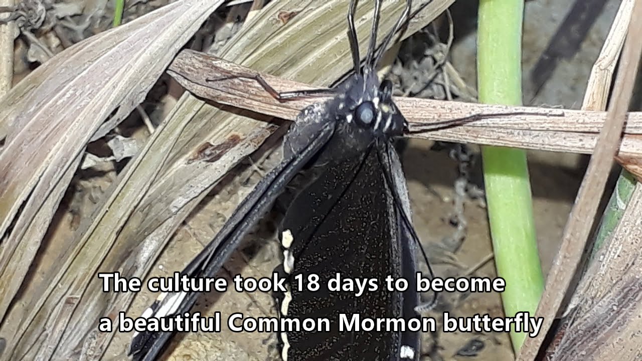 Life cycle of a Common Mormon butterfly - YouTube