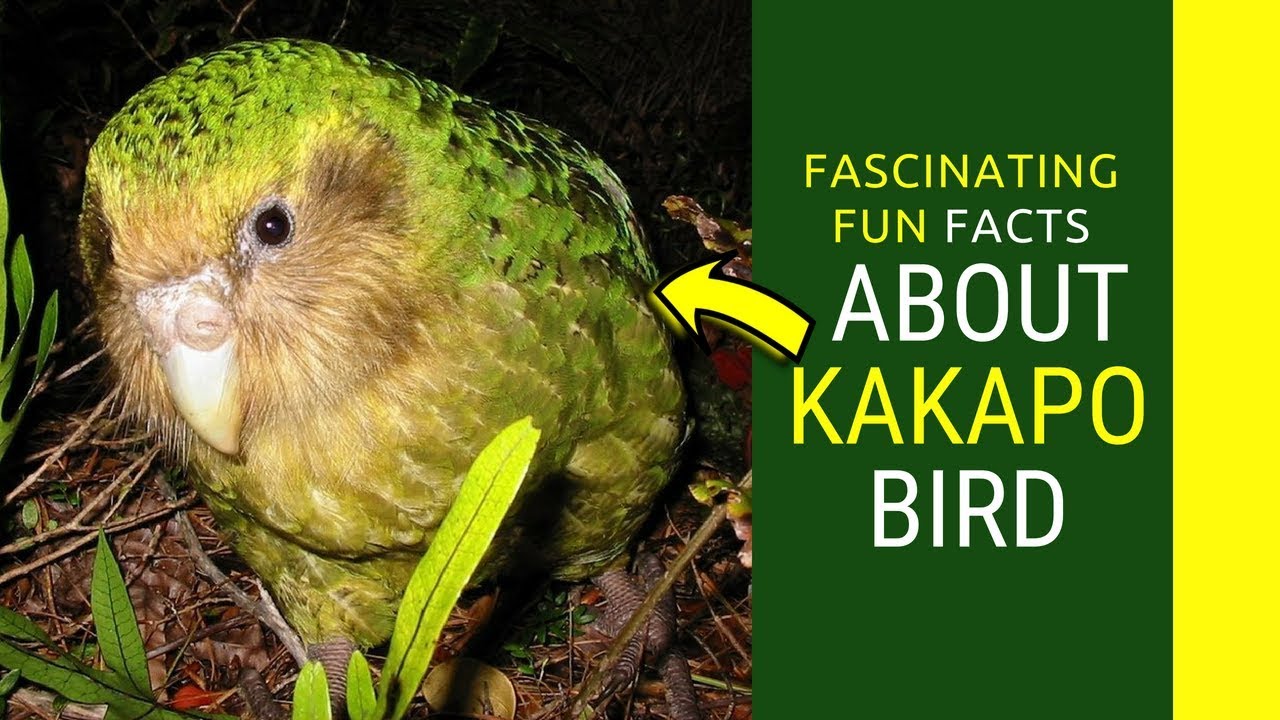 kakapo facts for kids Amazing Facts about Kakapo bird - YouTube