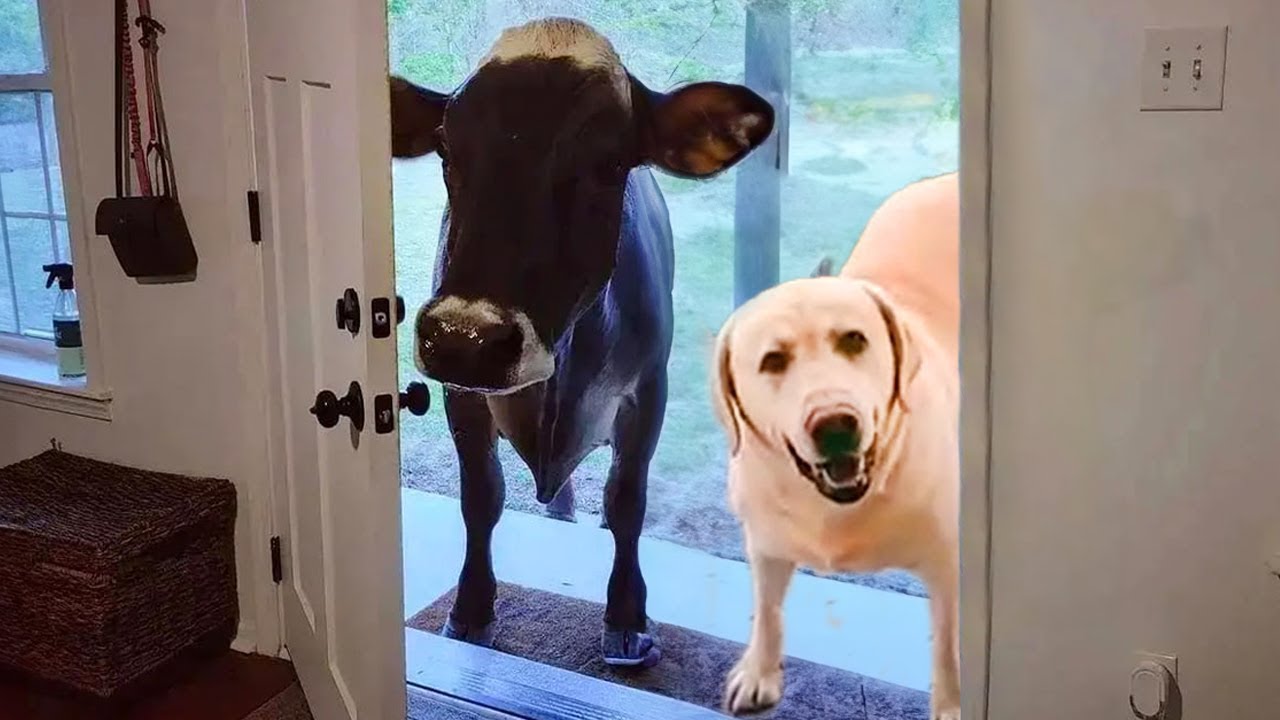 When your dog brings home a friend 🙈🤣Funniest Dog Ever! - YouTube