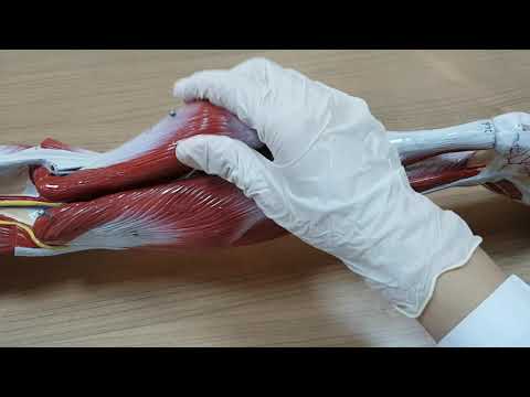 Bacak Kasları (Musculi Cruris)