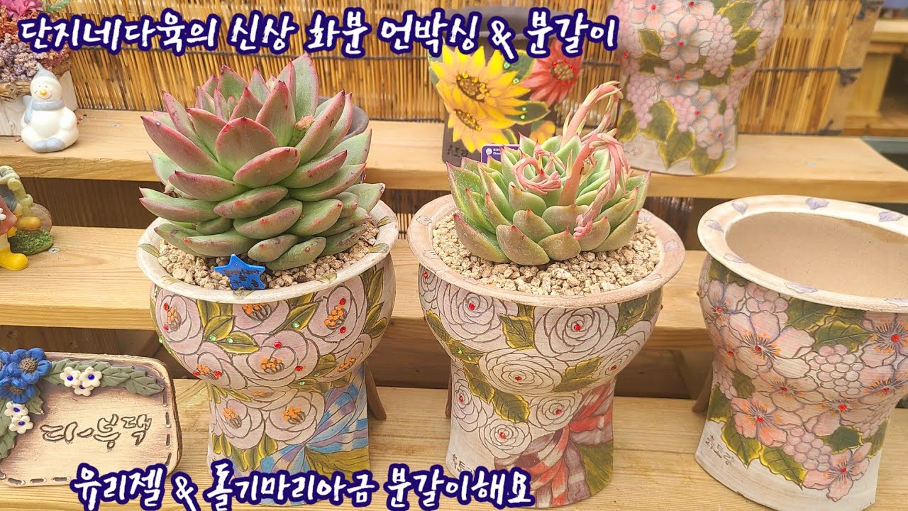 명품다육이 유리젤 And 몬스터 돌기마리아금을 예쁜 단지네다육의 신상 화분에 분갈이해요 💕 Youtube